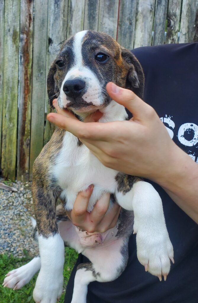 Tank | Puppy Rescue Of Sugarcreek