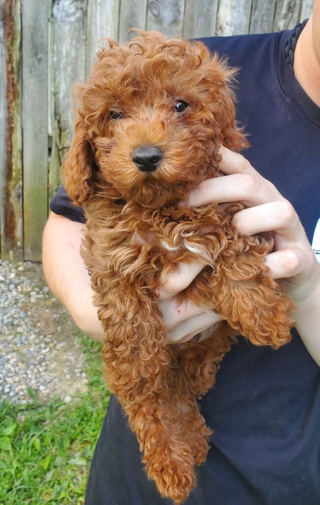 Zeus | Puppy Rescue Of Sugarcreek