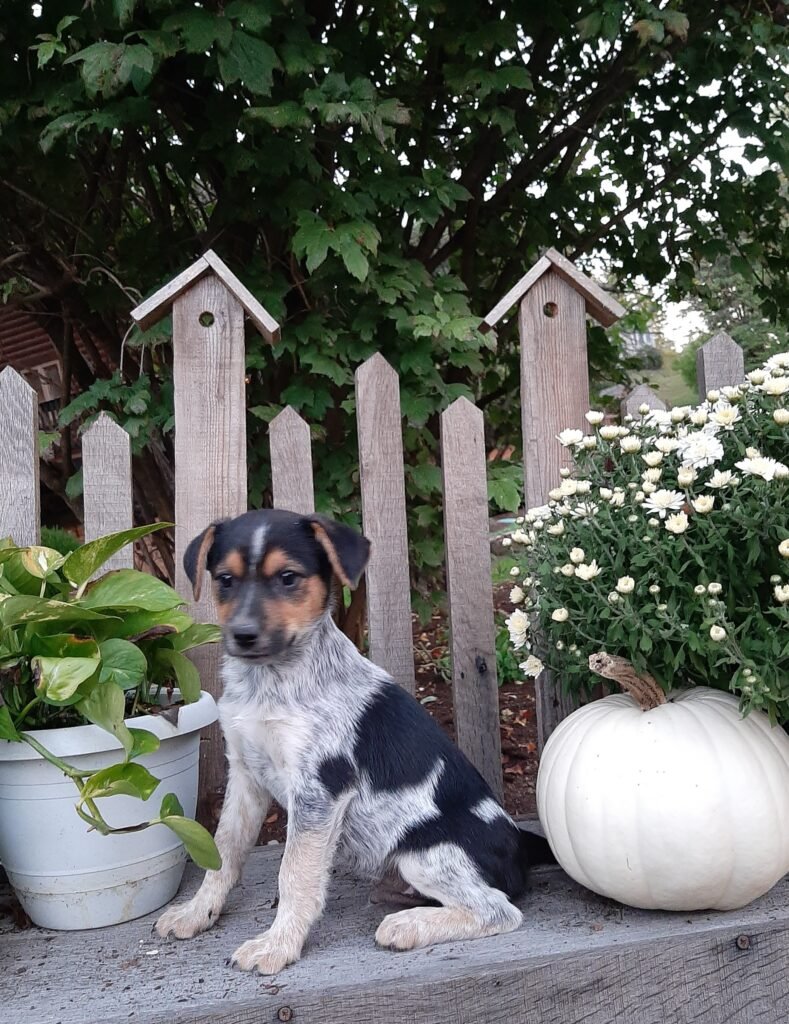 Ken | Puppy Rescue Of Sugarcreek
