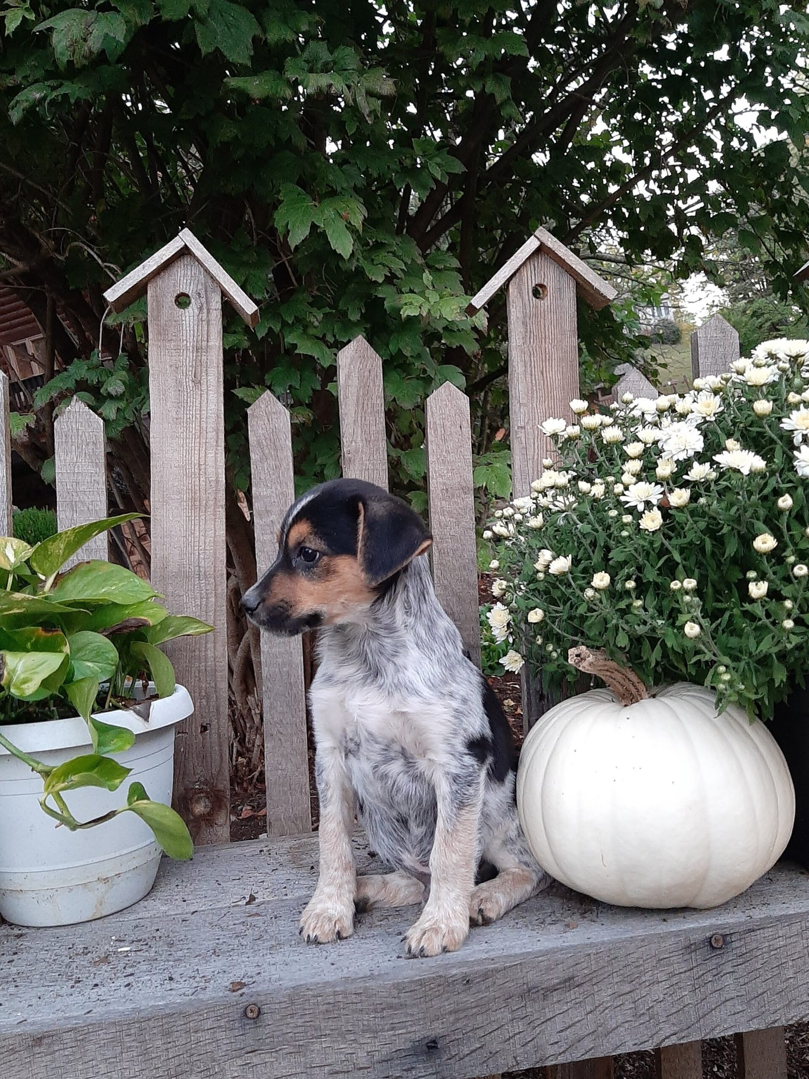 Ken – Puppy Rescue of Sugarcreek