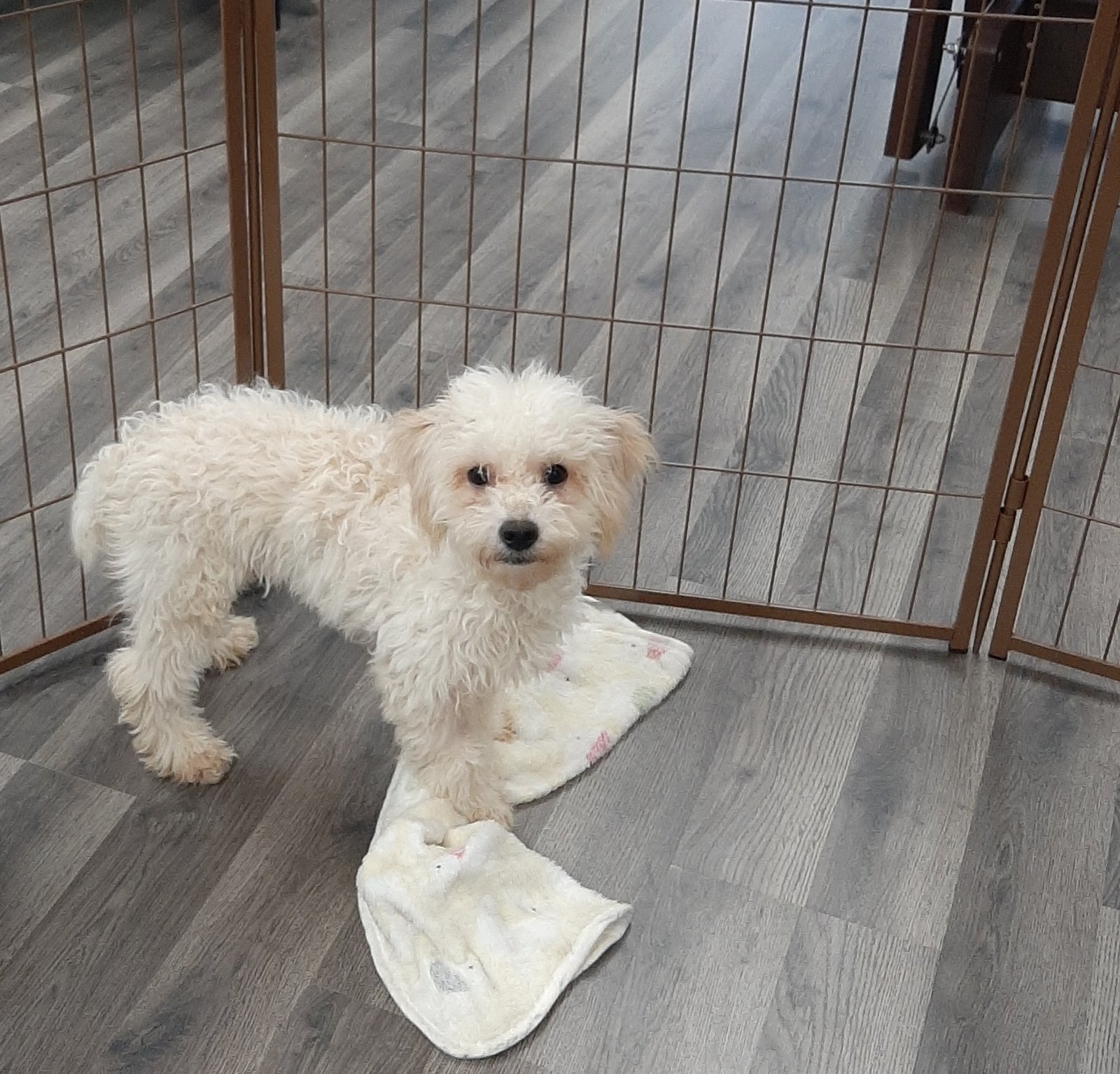 Spike | Puppy Rescue Of Sugarcreek