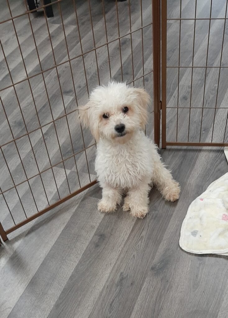 Spike | Puppy Rescue Of Sugarcreek